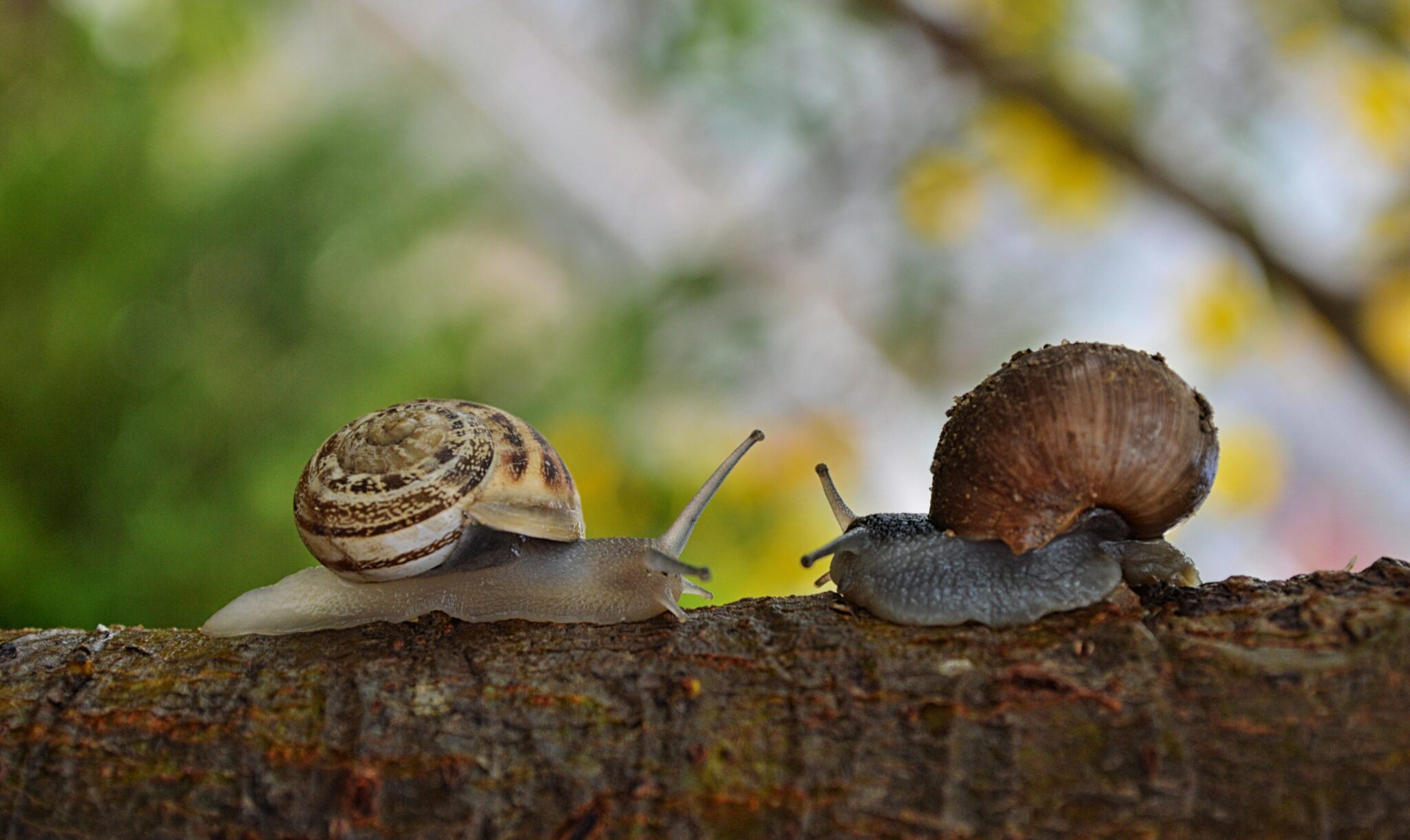 Storytime at Home: Snails - Richmond Public Library
