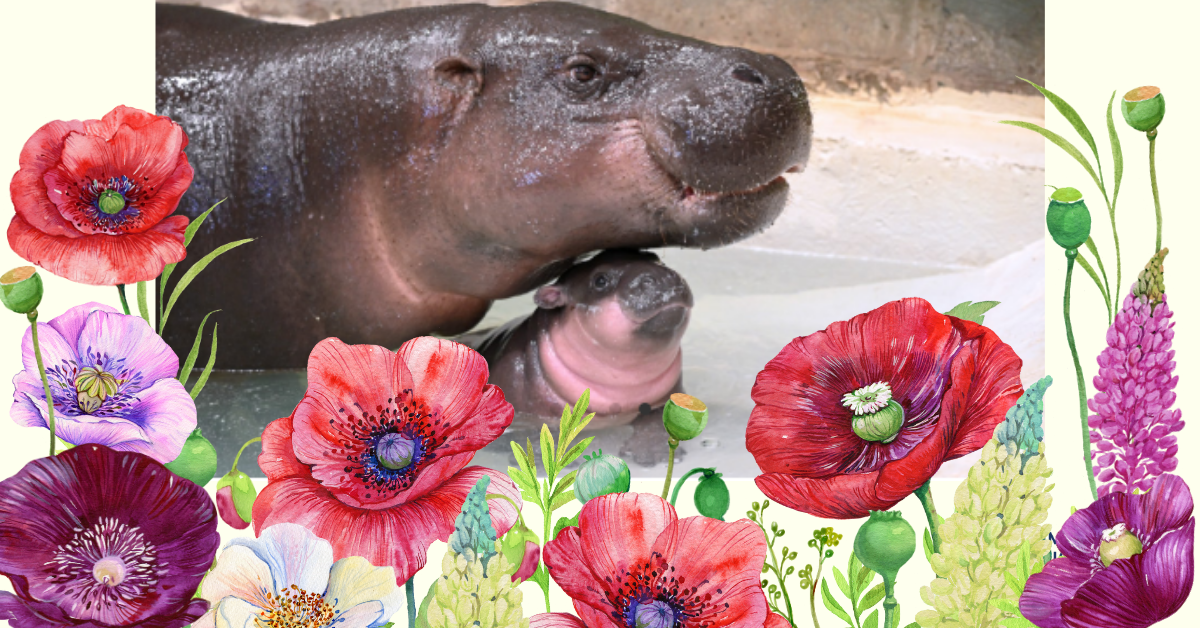 Hooray for Hippopotamuses!: Children's Books to Celebrate Poppy the ...